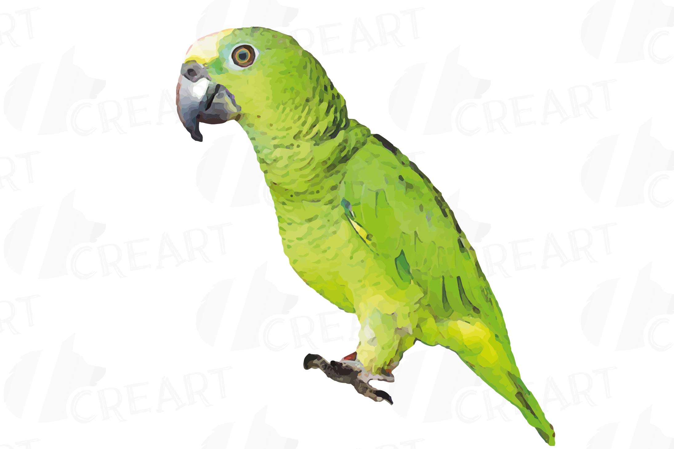 Watercolor Parrots clip art collection, green parrots vector (110039 ...