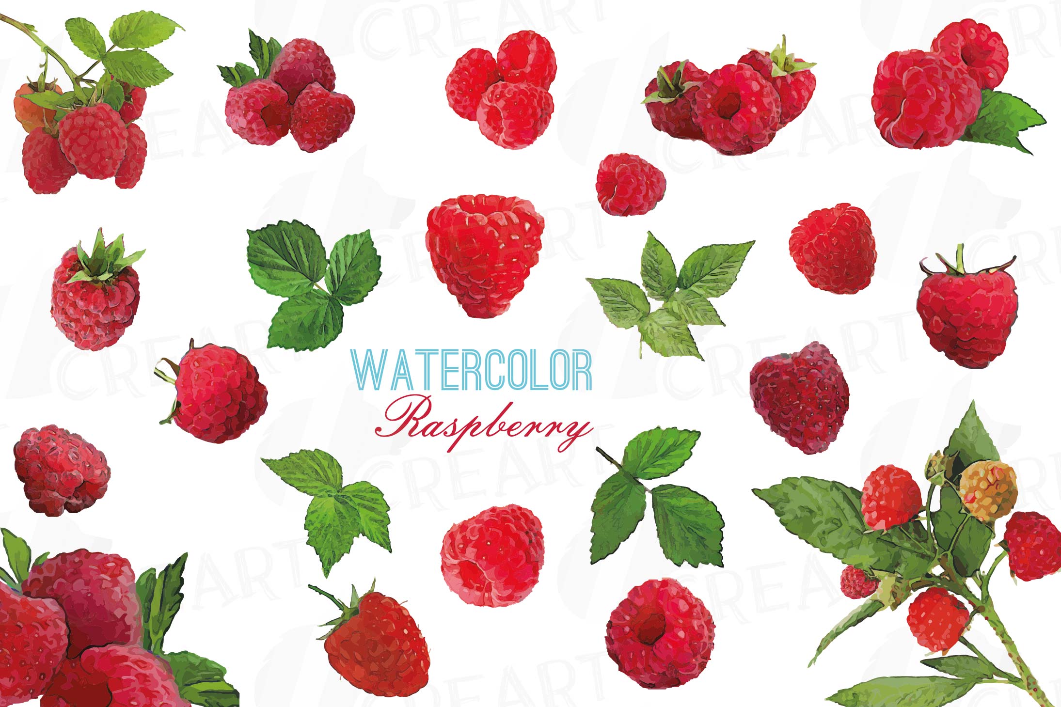 Watercolor Raspberry fruit, branch and leaves clip art pack (113703 ...