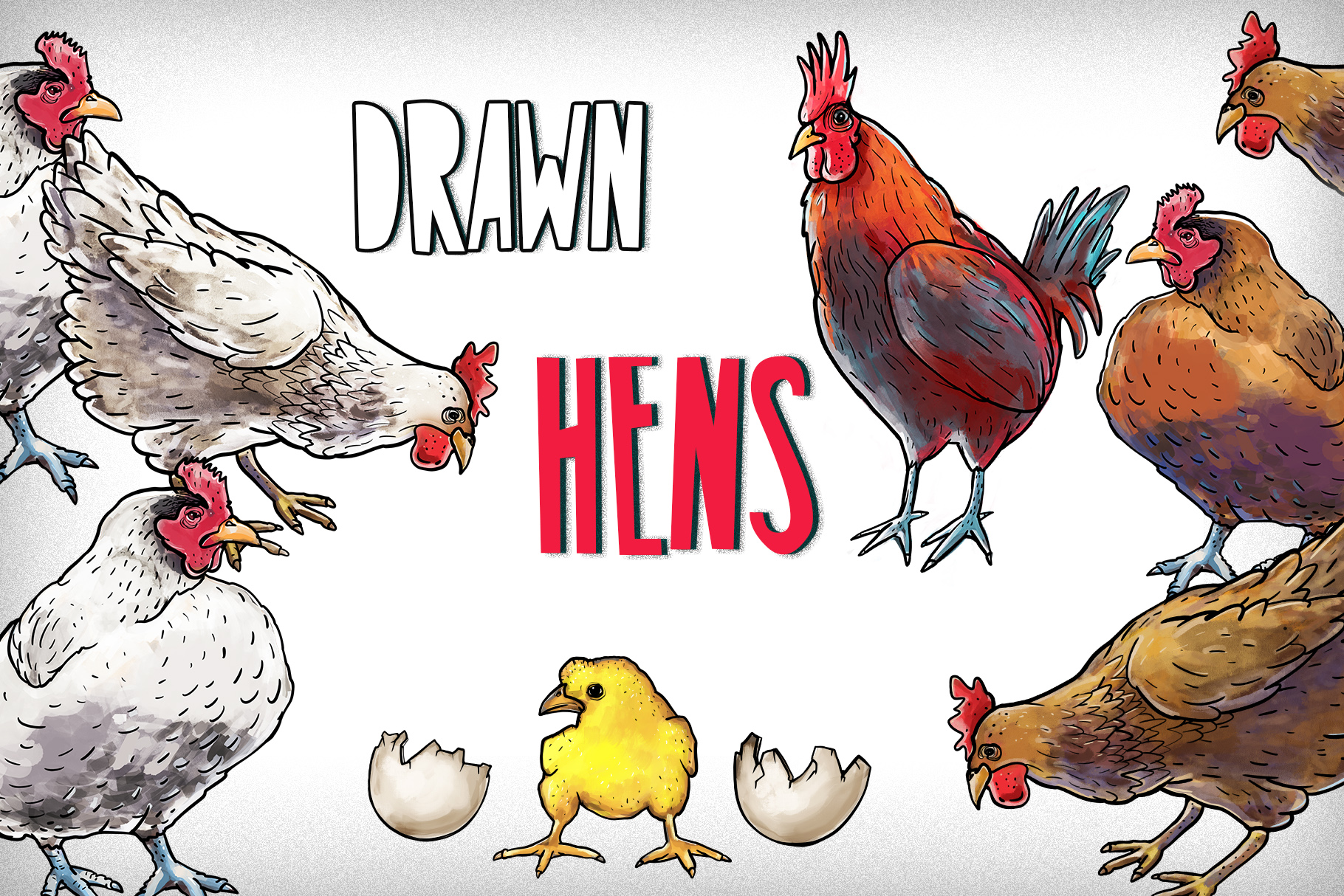 Drawn hens
