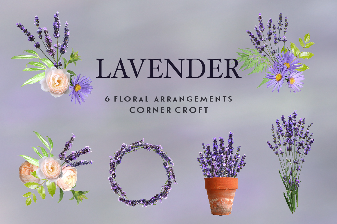 Lavender clipart, isolated lavender graphic