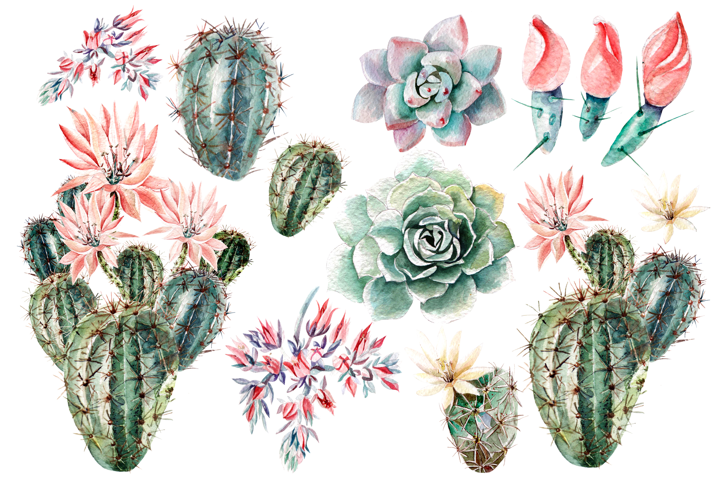 Watercolor SUCCULENTS & CACTUSES