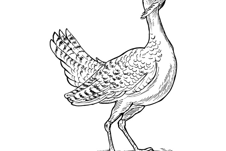 Great bustard bird drawing