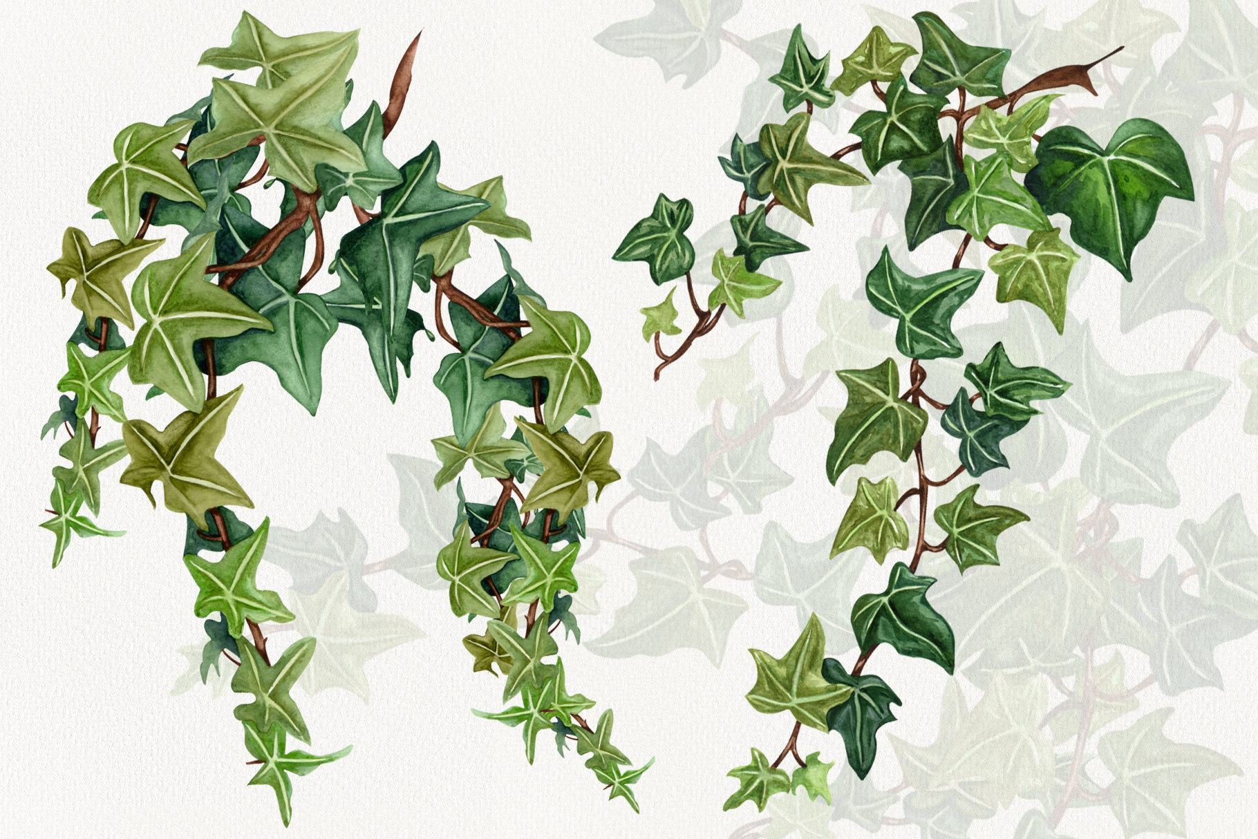 Ivy Watercolor Clip-Art