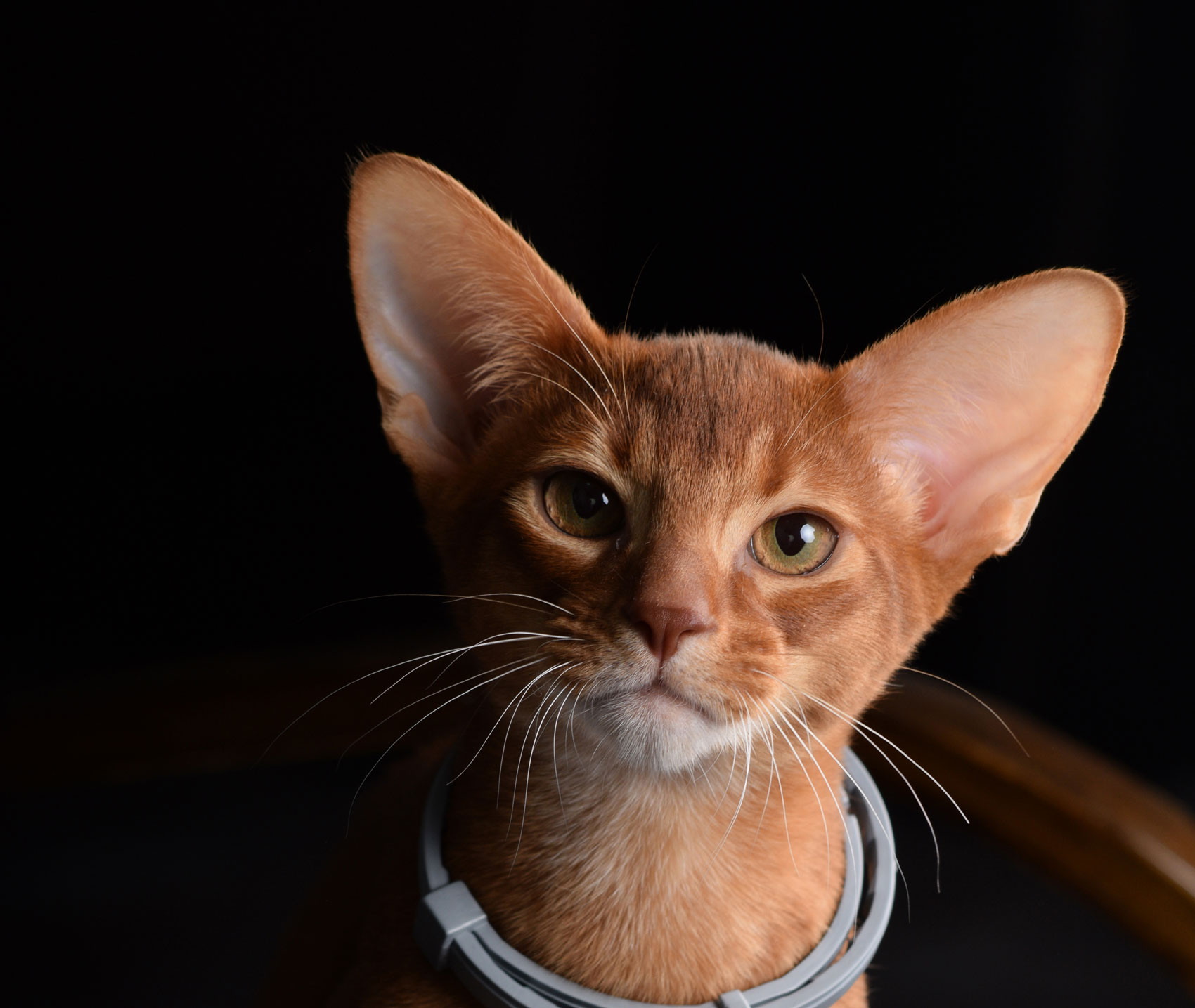 Abyssinian red cat (69290) | Animals | Design Bundles