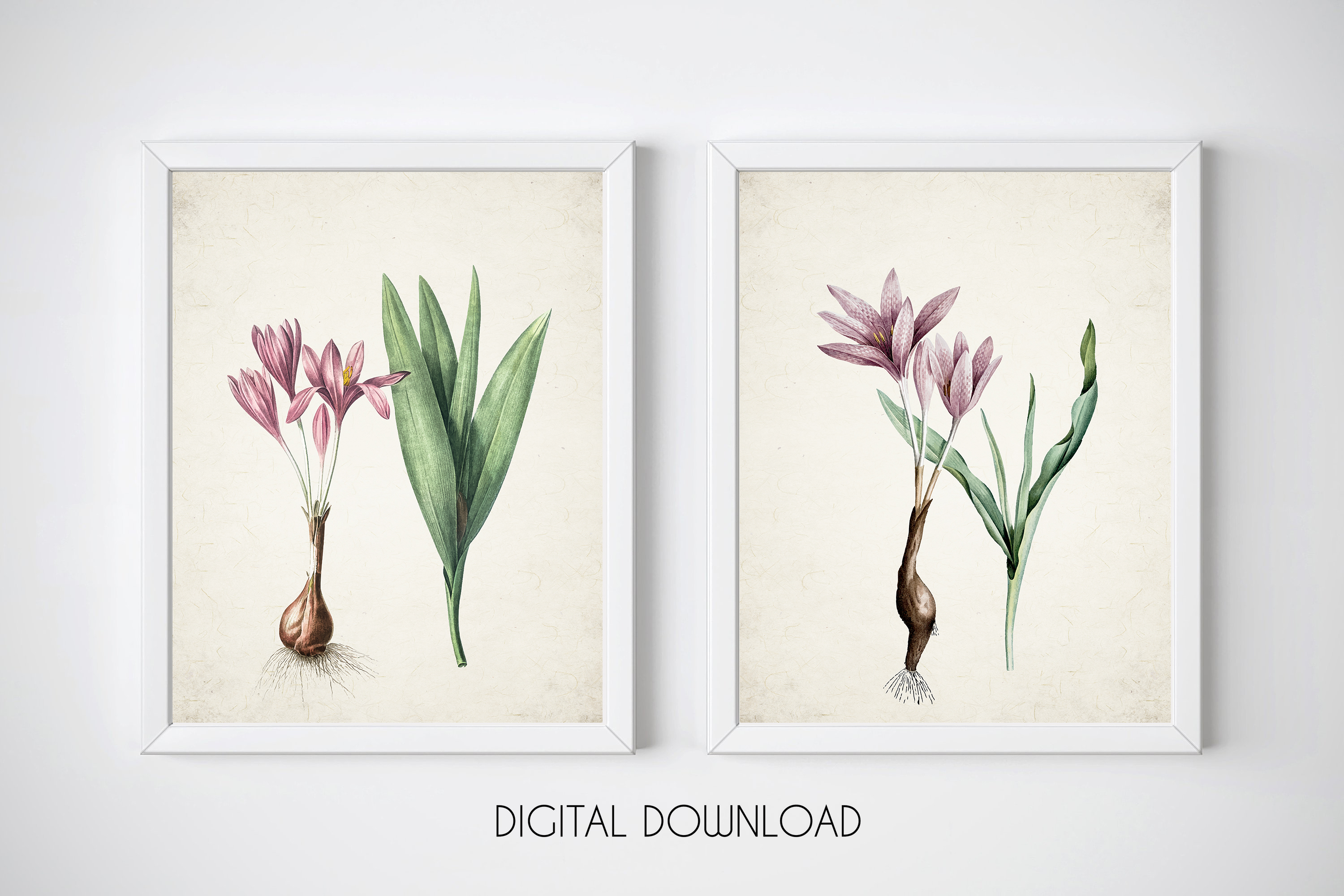 Crocus Print, Set of 2 Wall Art, Vintage Botanical Prints