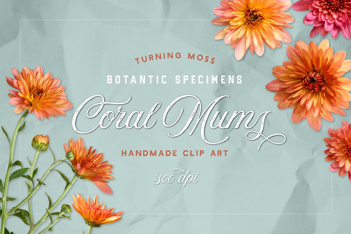 Coral Mums - Realistic Flowers - Isolated Botanic Objects