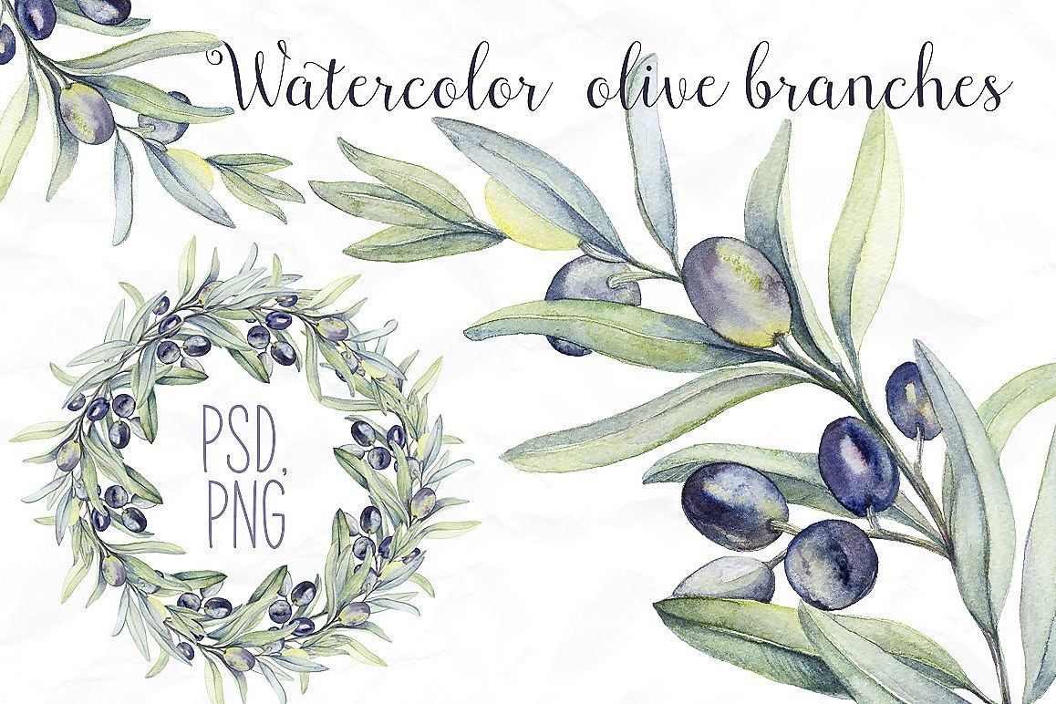Watercolor Botanic Olive Branch (14271) | Illustrations | Design Bundles