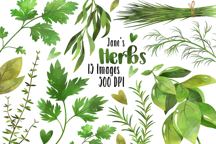 Watercolor Herb Clipart (187398) | Illustrations | Design Bundles