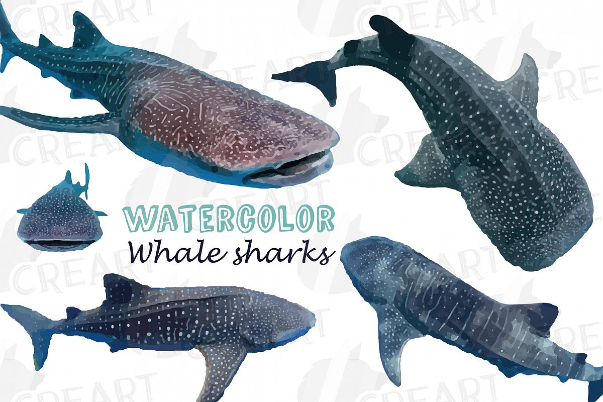 Watercolor whale shark clip art pack, colorful whale shark (220827 ...