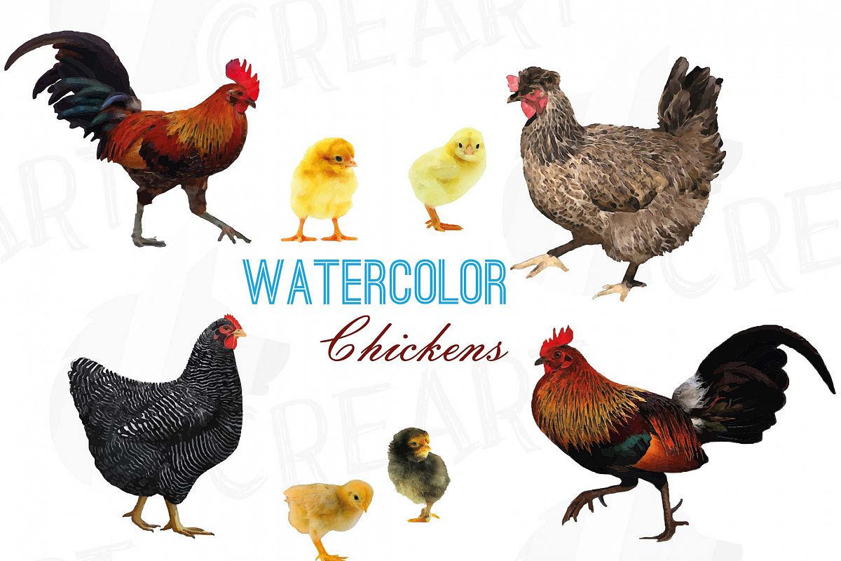 Watercolor chickens clip art collection, hen and rooster
