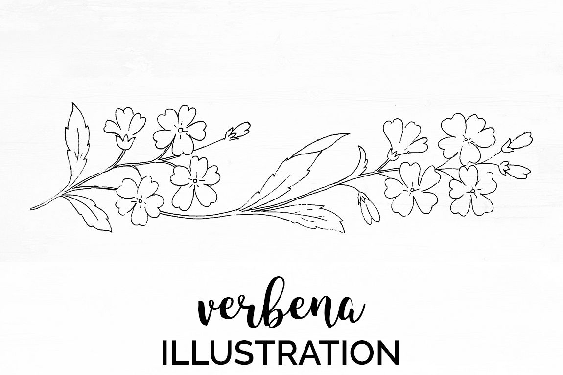 Flower - Vintage Line Drawing Verbena (202279) | Illustrations | Design ...