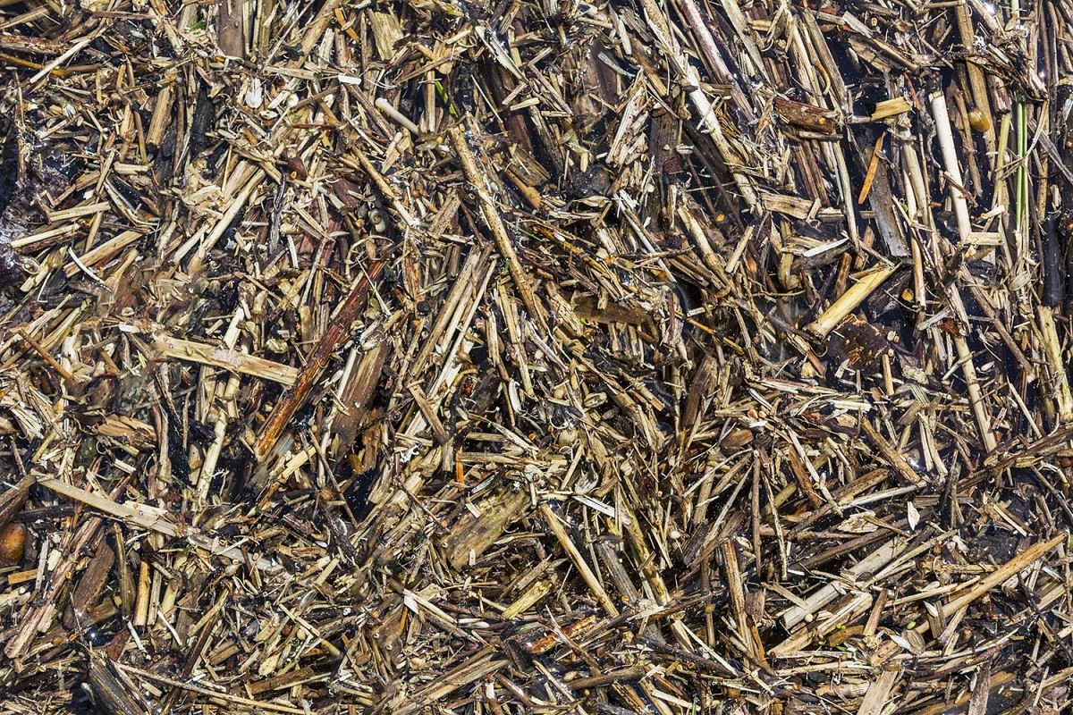 Autumn grass texture