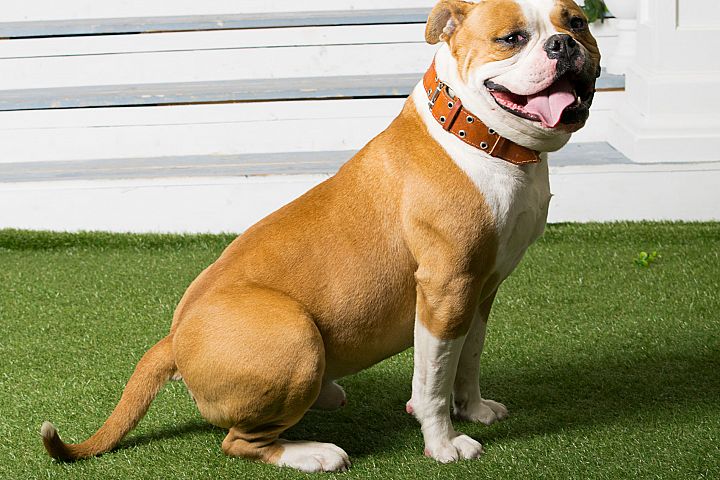American Bulldog
