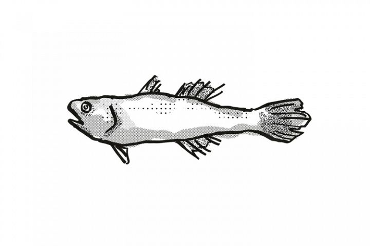 Estuary Cardinalfish Australian Fish Cartoon Retro Drawing (364371 ...