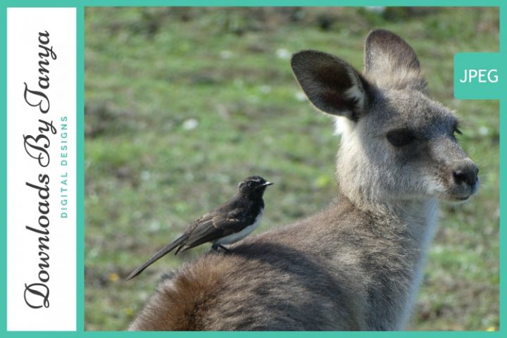 Australian Kangaroo with bird photo