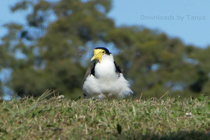 Masked lapwing plover bird photo