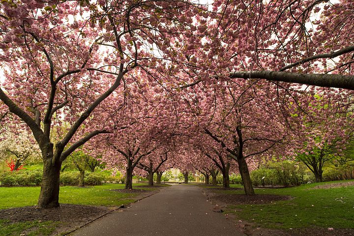 Cherry blossom garden