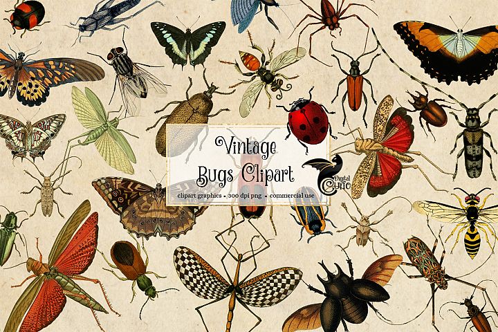 Vintage Bugs Clipart