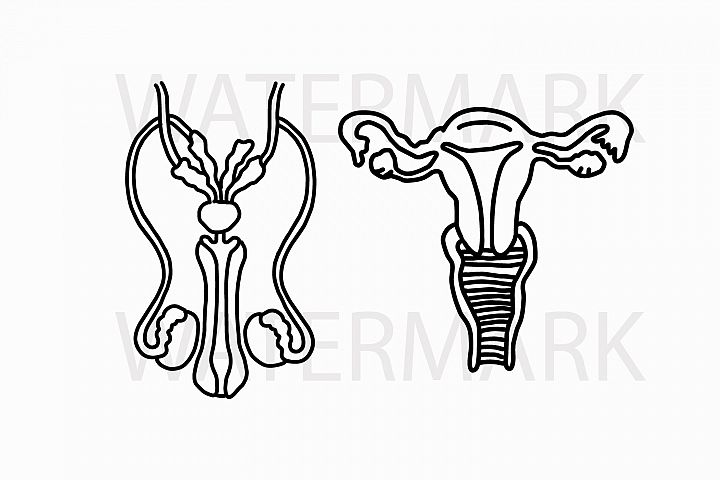 Human Reproduction System Outline - SVG/JPG/PNG Hand Drawing