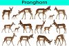 Pronghorn