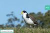 Masked lapwing plover bird photo