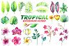 Tropical watercolor clipart