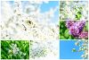 Spring Flowers and Paintings Bundle (53431) | Nature | Design Bundles
