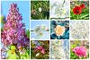 Spring Flowers and Paintings Bundle (53431) | Nature | Design Bundles