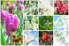 Spring Flowers and Paintings Bundle (53431) | Nature | Design Bundles