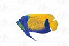 Watecolor Tropical Fish Clip Art, 12 tropical fish vectors (110054 ...