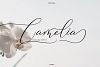 Camelia Calligraphy Modern (30689) | Script | Font Bundles