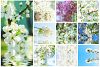 Spring Flowers and Paintings Bundle