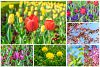 Spring Flowers and Paintings Bundle