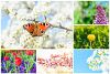 Spring Flowers and Paintings Bundle (53431) | Nature | Design Bundles